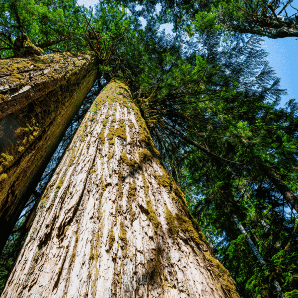 Why are old growth trees being logged? - Truck Loggers Association